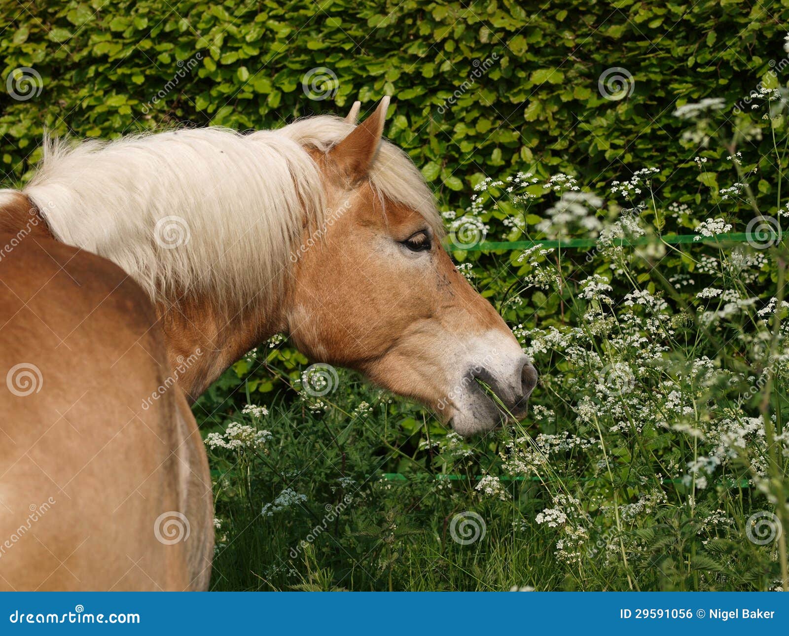 Horse Eating stock photo. Image of single, beauty, sheeps - 29591056