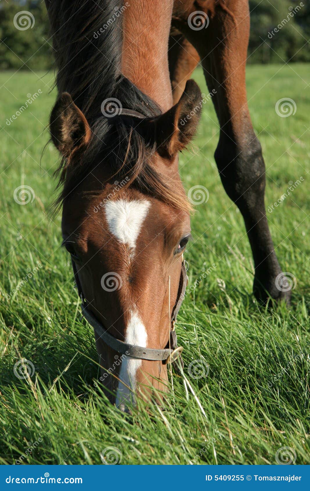 Horse eating stock image. Image of feed, afternoon, shining - 5409255