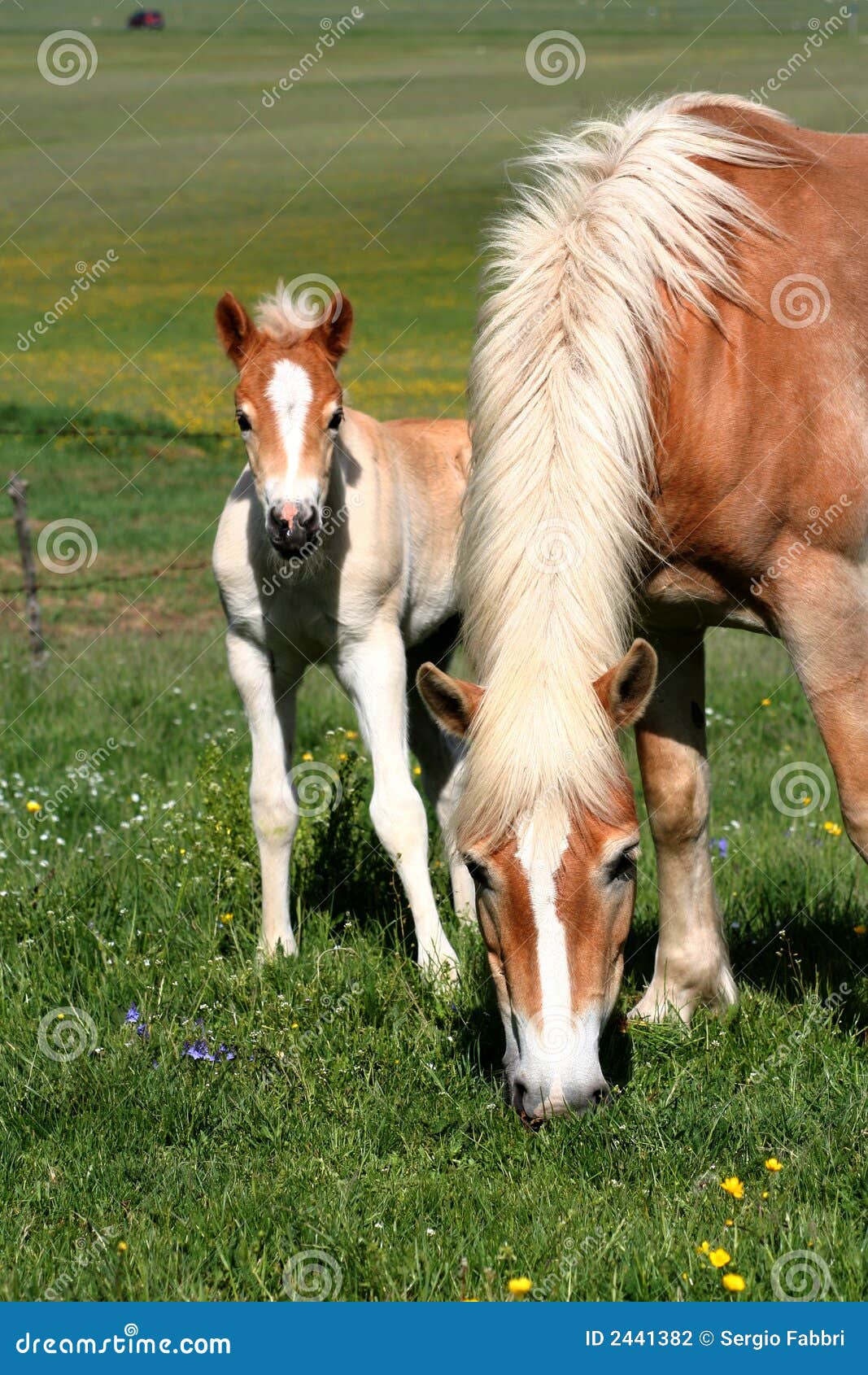 Horse Eating Grass and Foal Stock Photo - Image of foal, elegant: 2441382