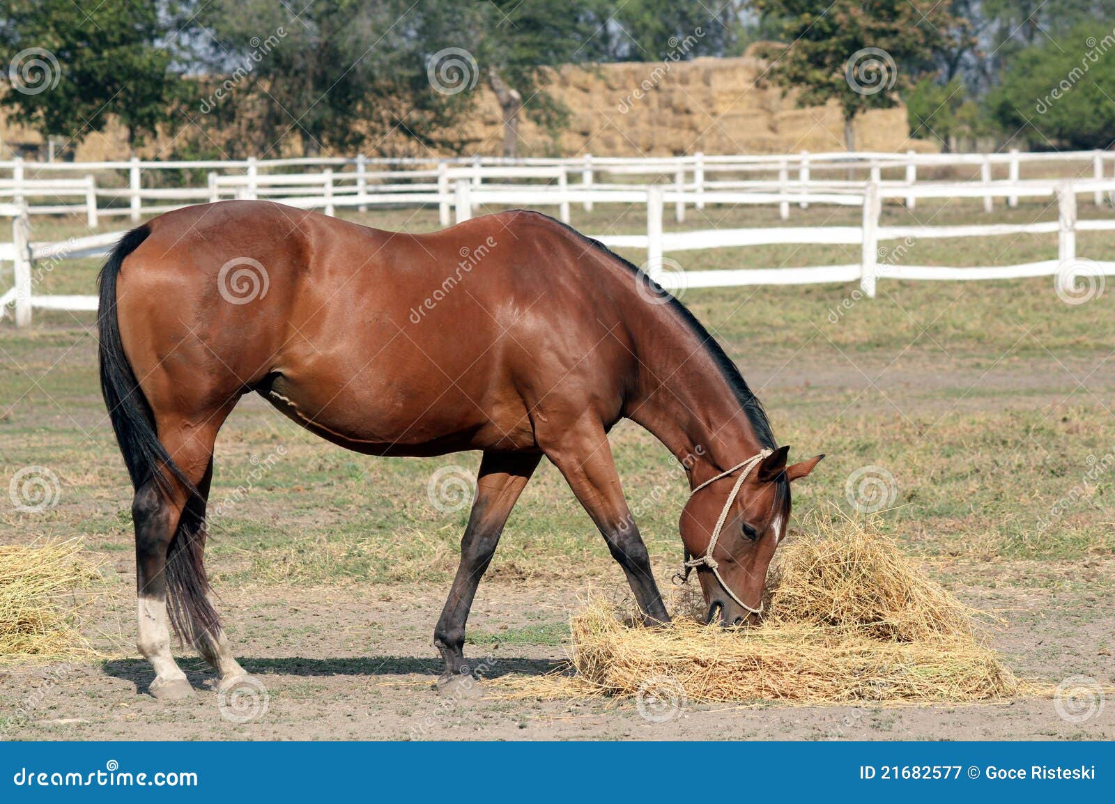 Horse Eating Hay Royalty Free Stock Photography - Image: 21682577