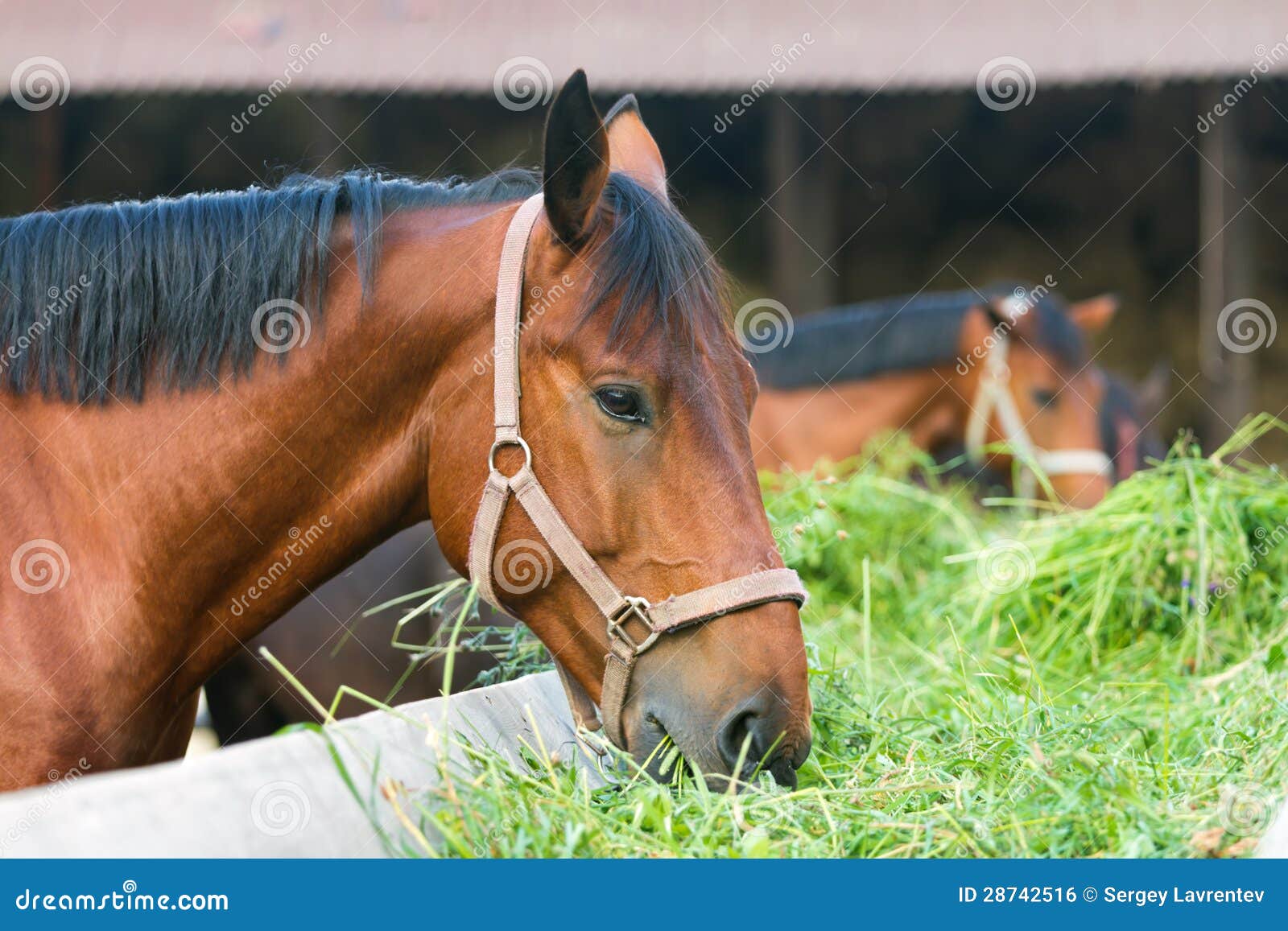 HORSE EATING PASTO IN THE FIELD Royalty-Free Stock Image ...