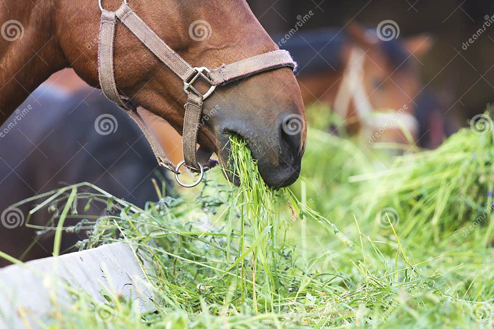 Horse eating hay stock image. Image of head, closeup - 28742537