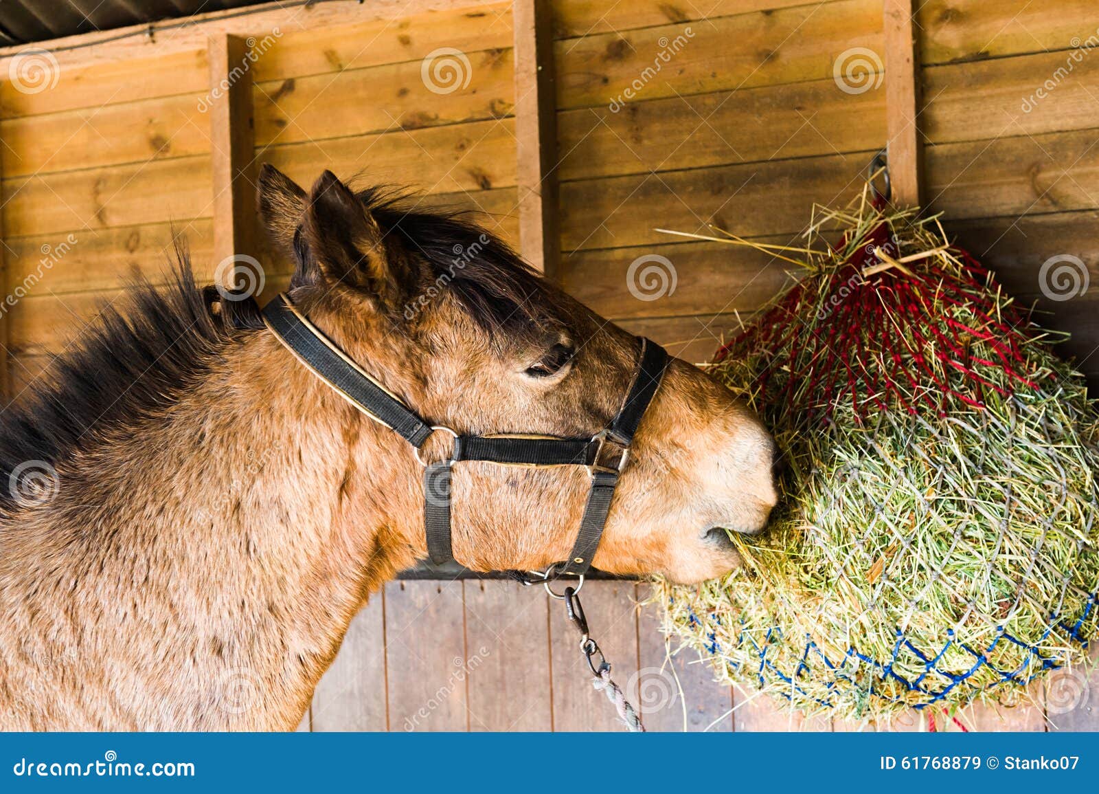 Horse eating hay stock image. Image of british, domestic - 61768879 Horse eating hay stock image. Image of british, domestic - 61768879