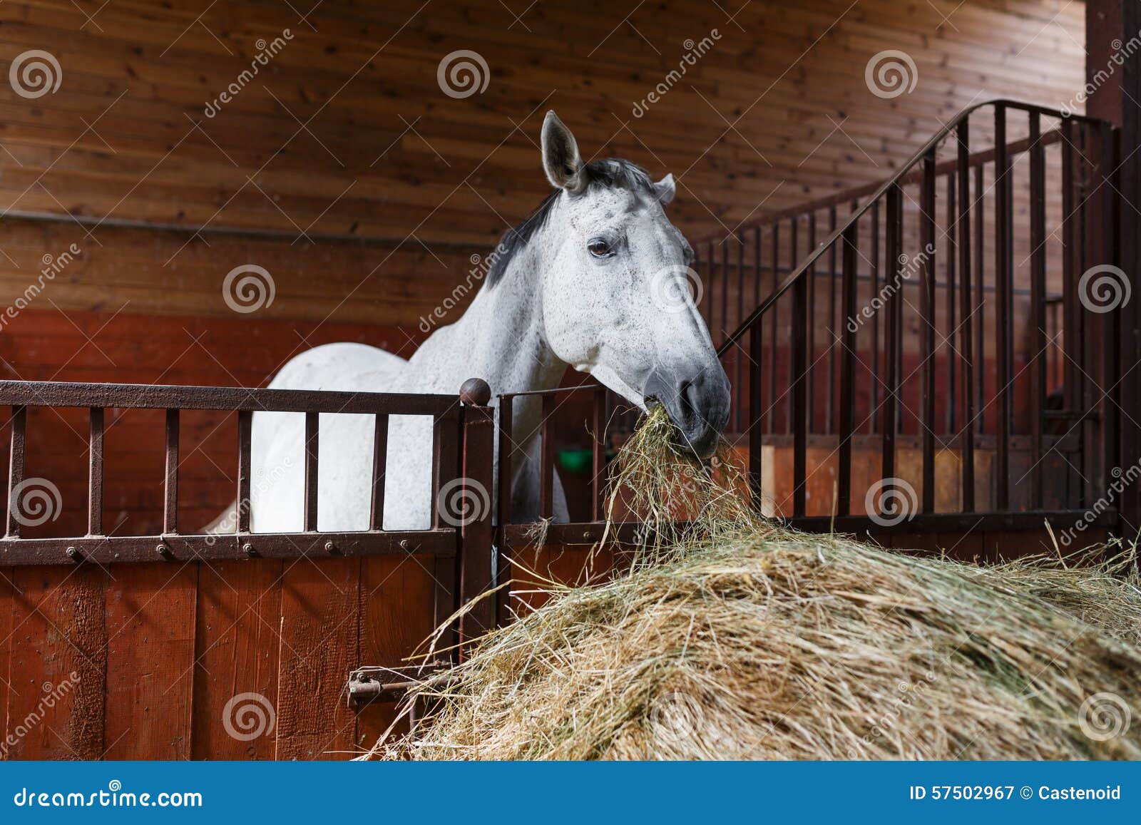 Horse eating hay stock image. Image of ranch, interior - 57502967