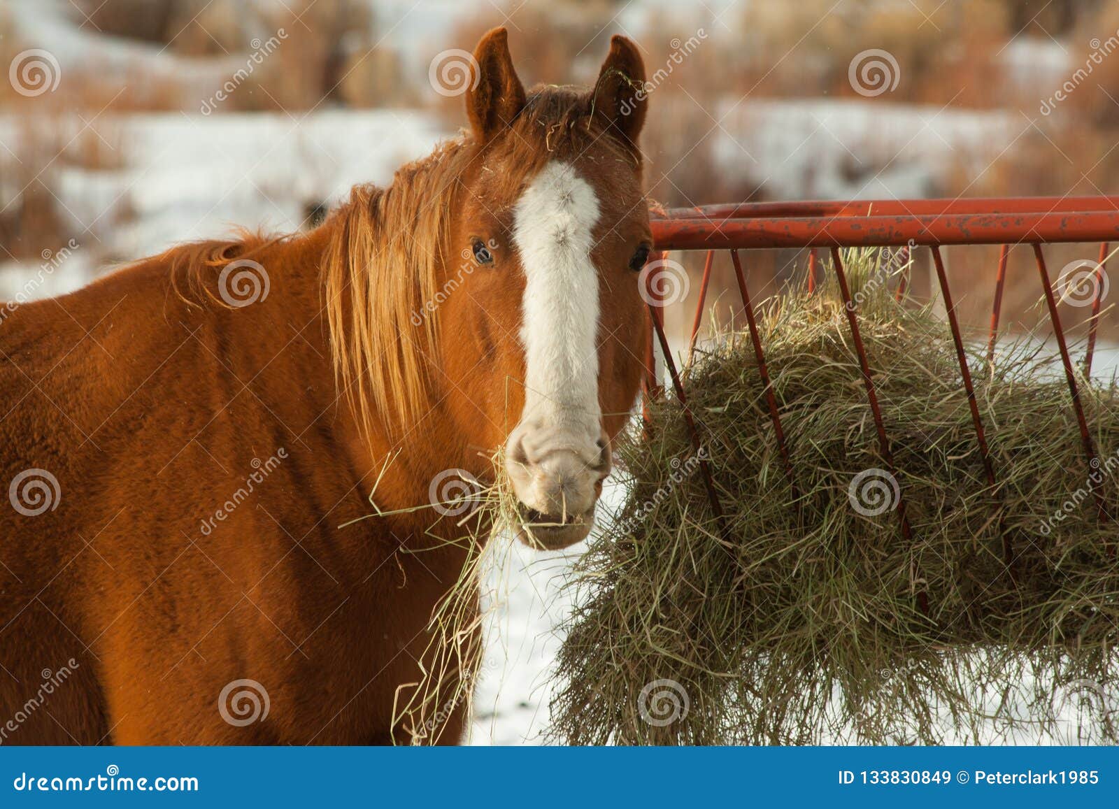 Horse eating hay in winter stock image. Image of farm - 133830849