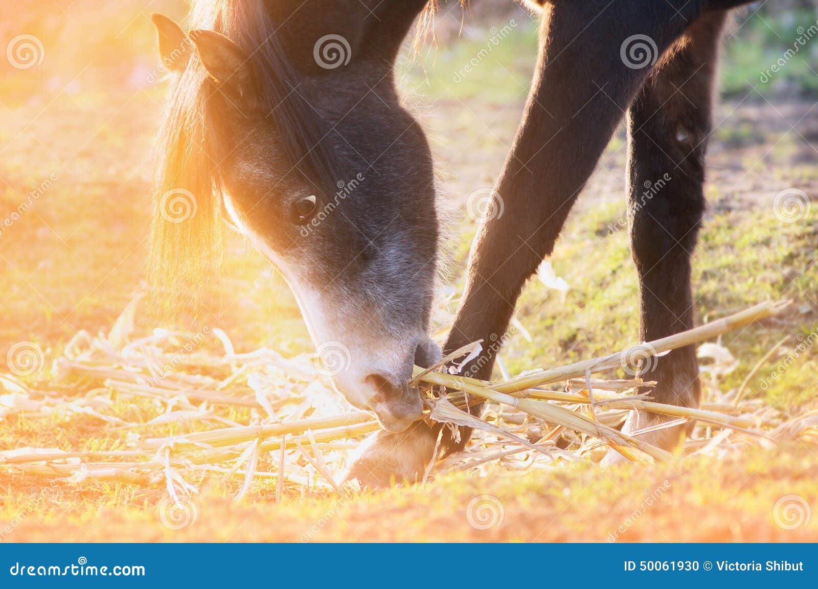 669 Straw Stables Stock Photos - Free & Royalty-Free Stock Photos from ...
