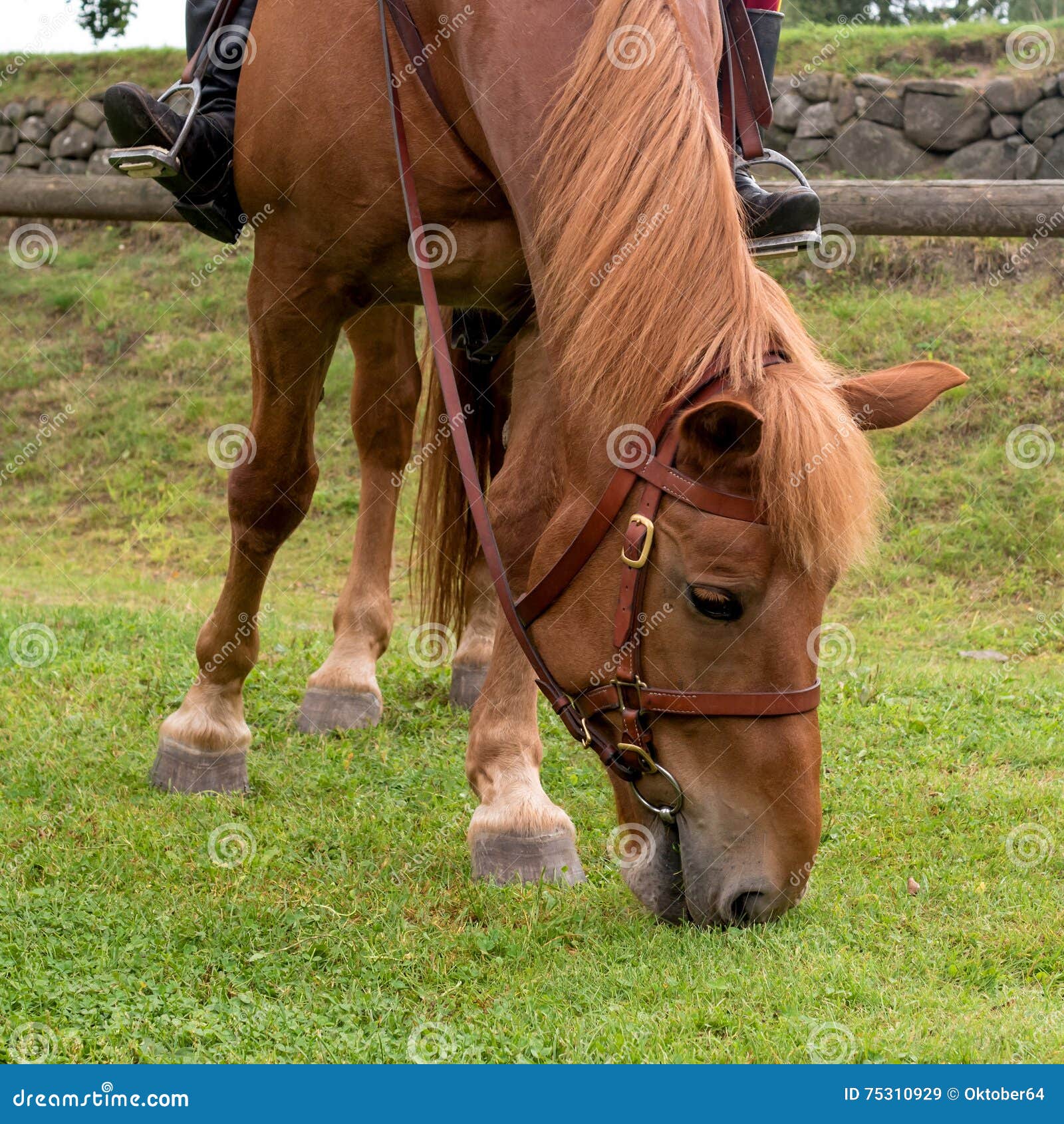 Horse Eats Grass Muzzle Brid Stock Photos - Free & Royalty-Free Stock ...