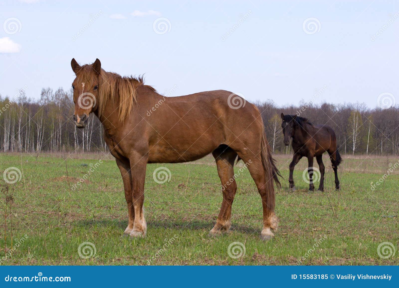 Horse (Equus caballus) stock image. Image of green, lawn - 15583185