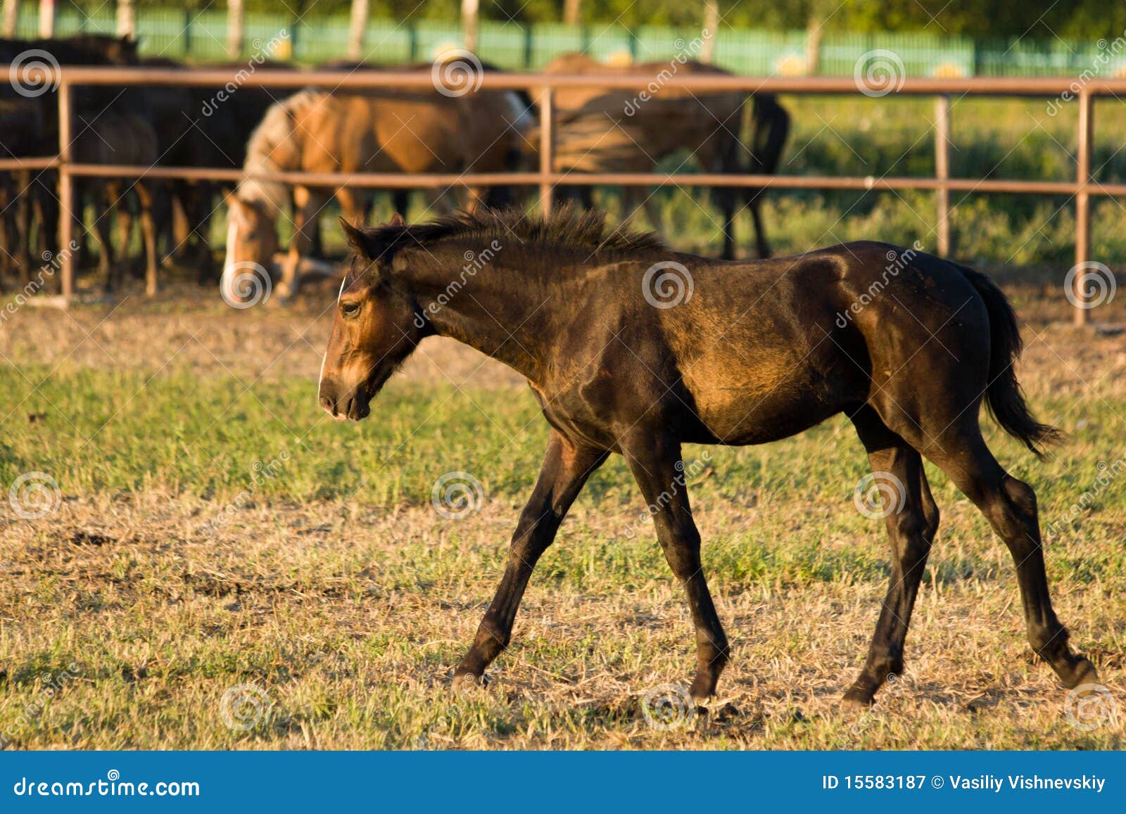 Horse (Equus caballus) stock image. Image of animal, wildlife - 15583187