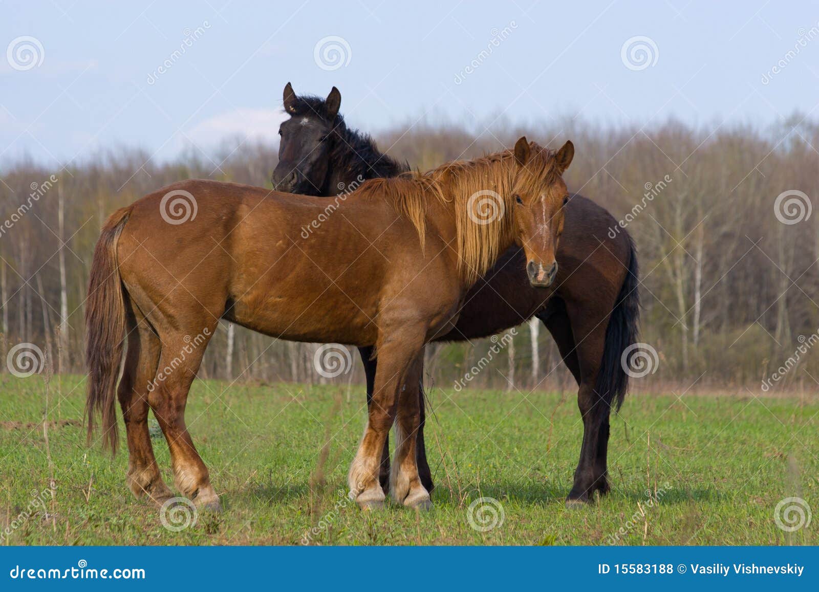 Horse (Equus caballus) stock photo. Image of green, animal - 15583188