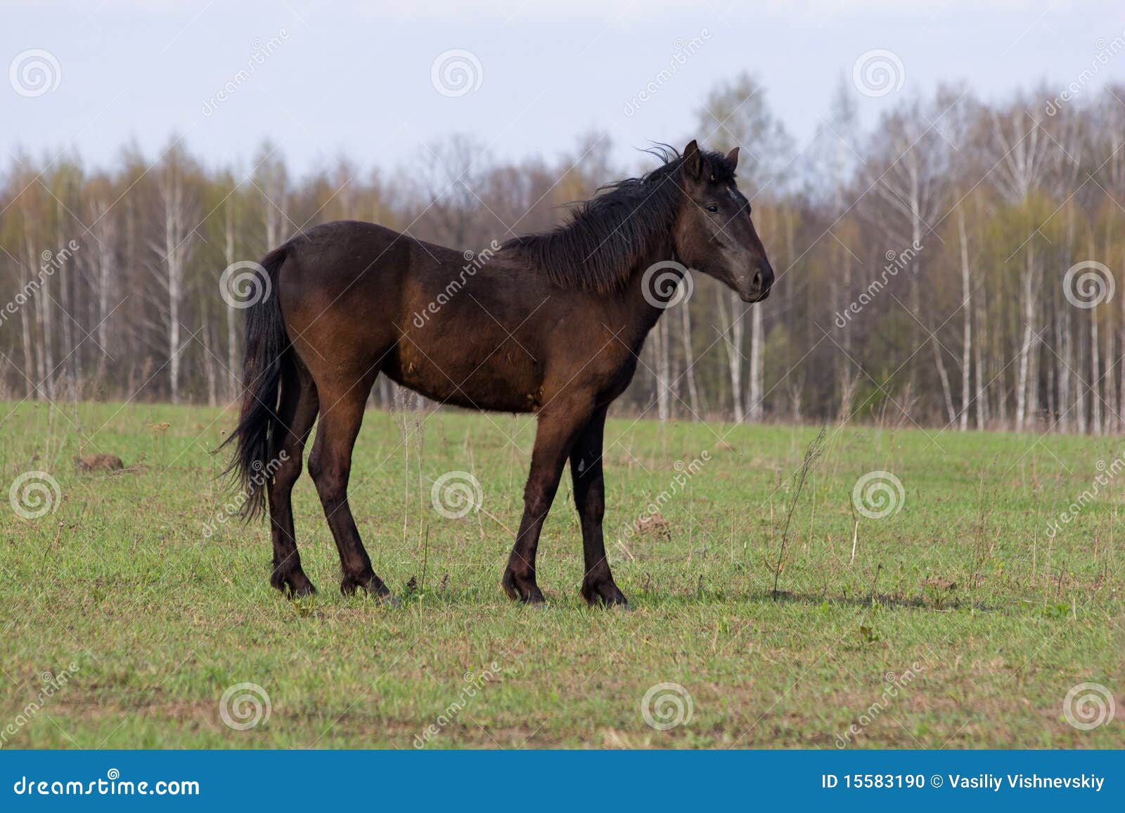 Horse (Equus caballus) stock photo. Image of lawn, meadow - 15583190
