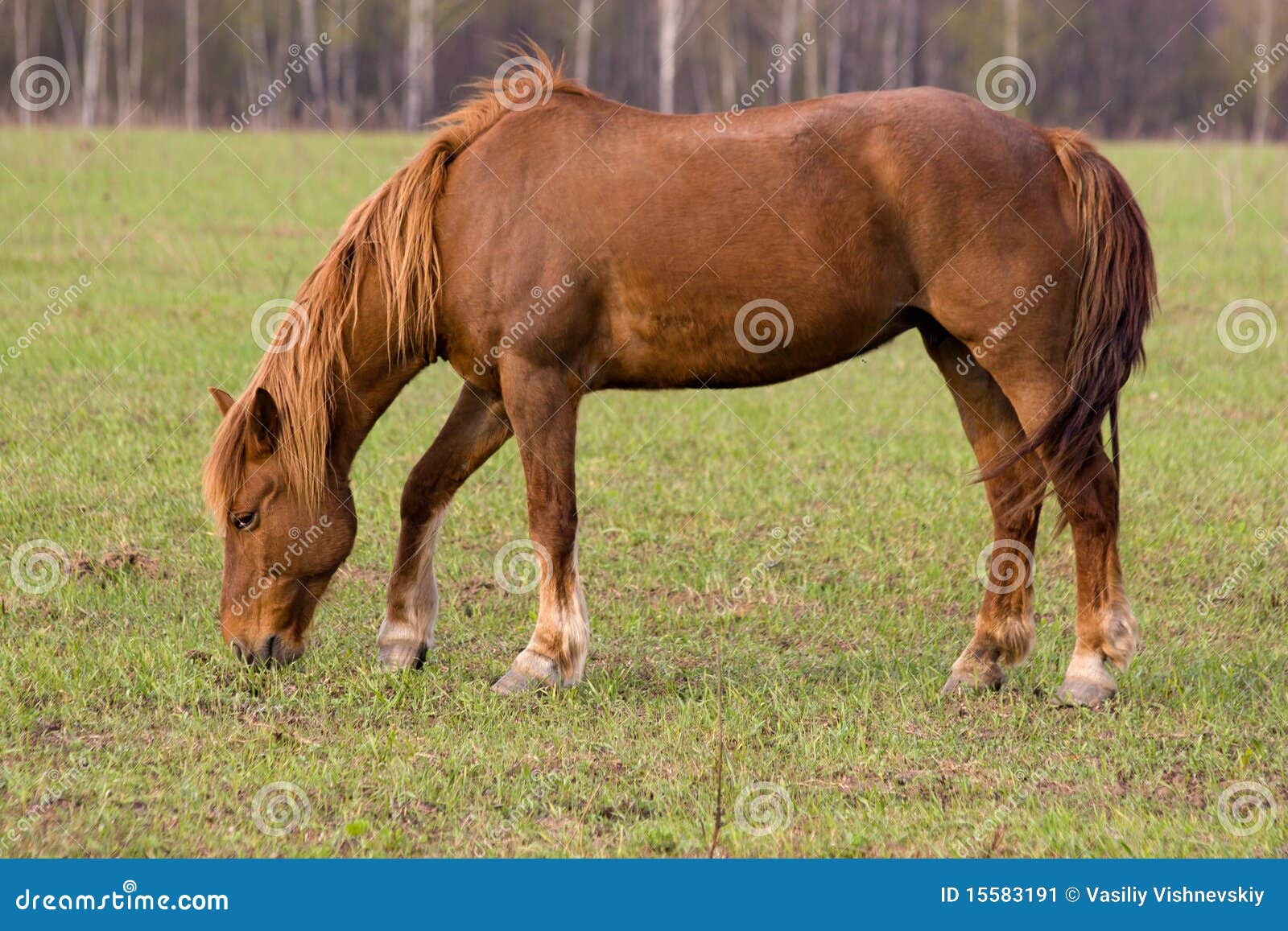Horse (Equus caballus) stock image. Image of caballus - 15583191