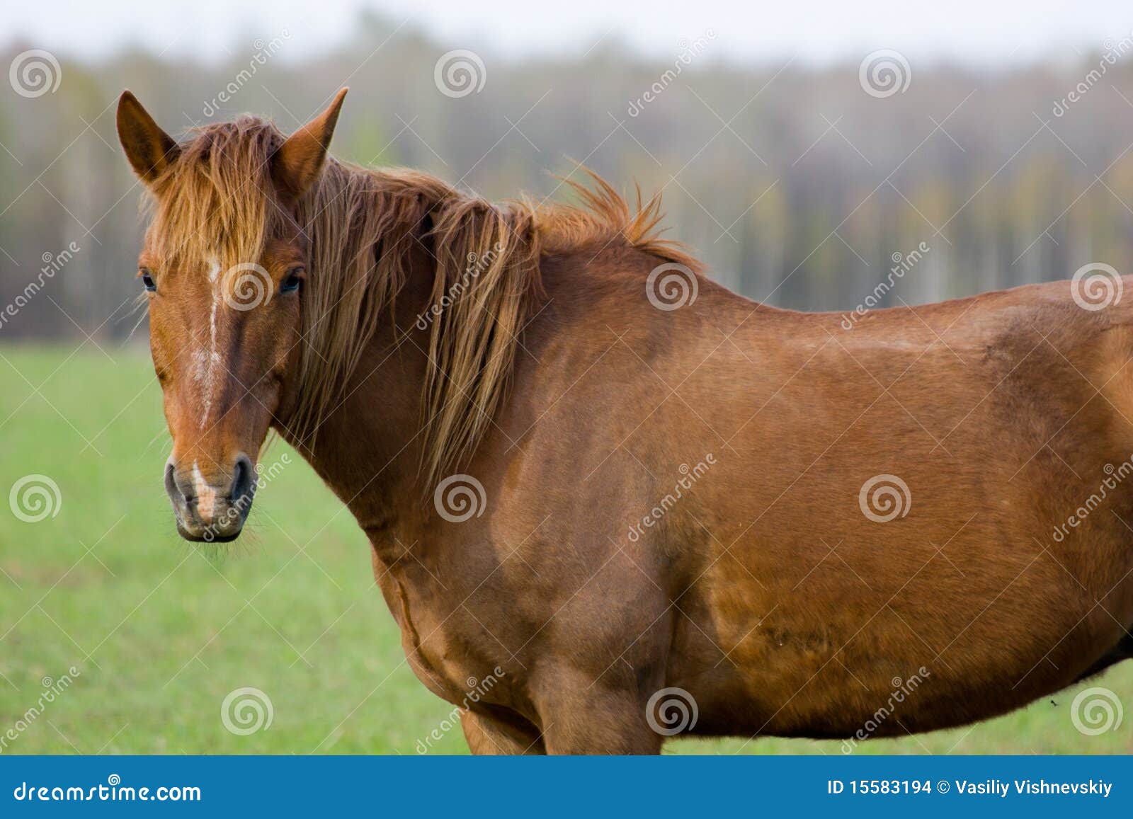 Horse (Equus caballus) stock photo. Image of caballus - 15583194