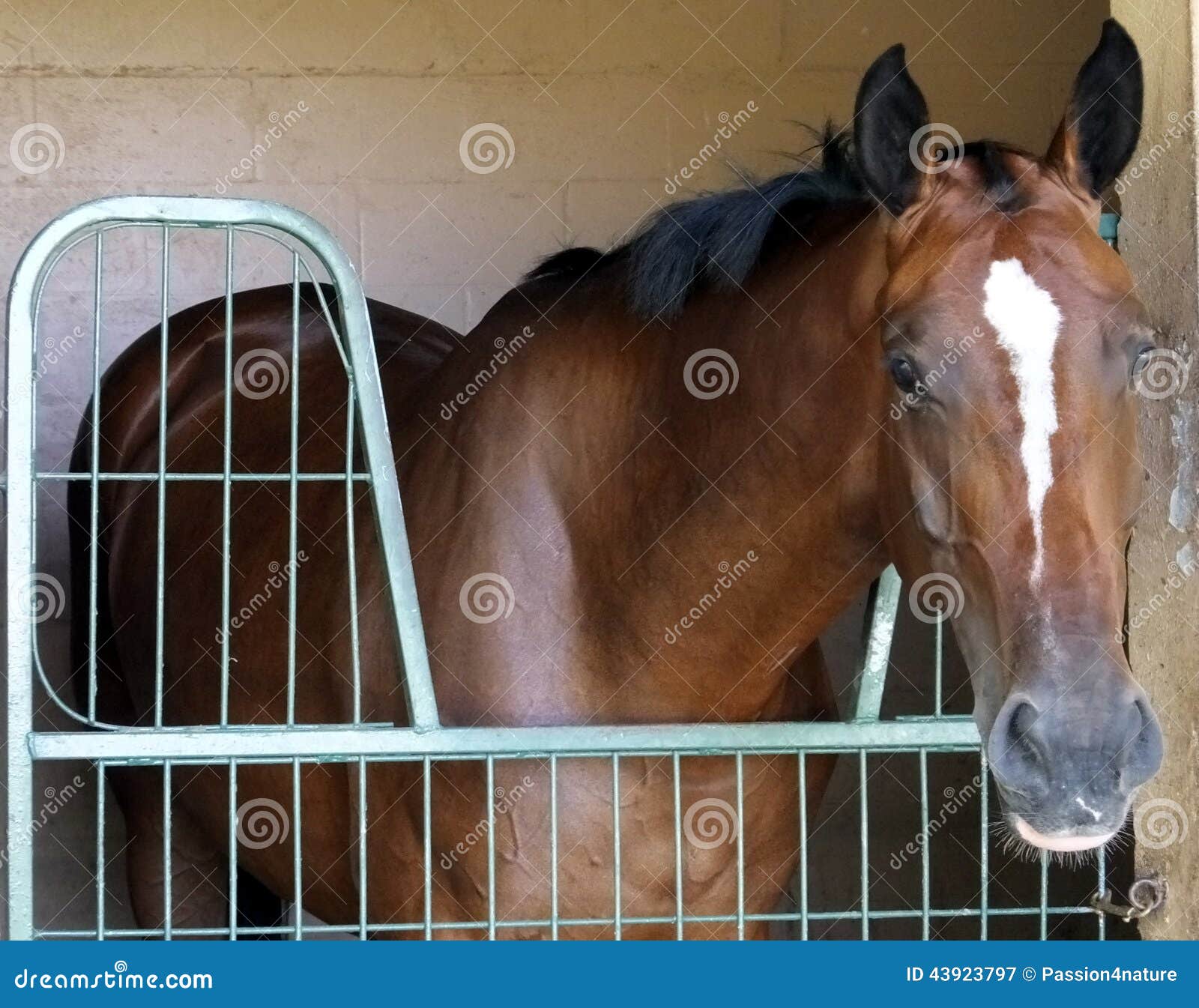 Horse (Equus Ferus Caballus) Stock Image - Image of equine, equestrian ...