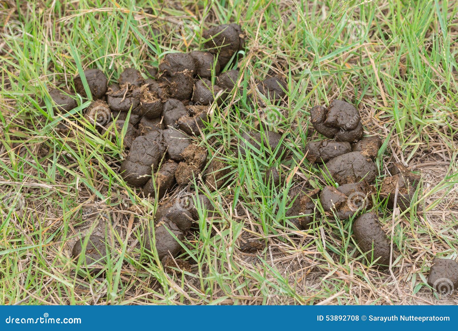 Horse excrement stock photo. Image of shit, feces, nature - 53892708