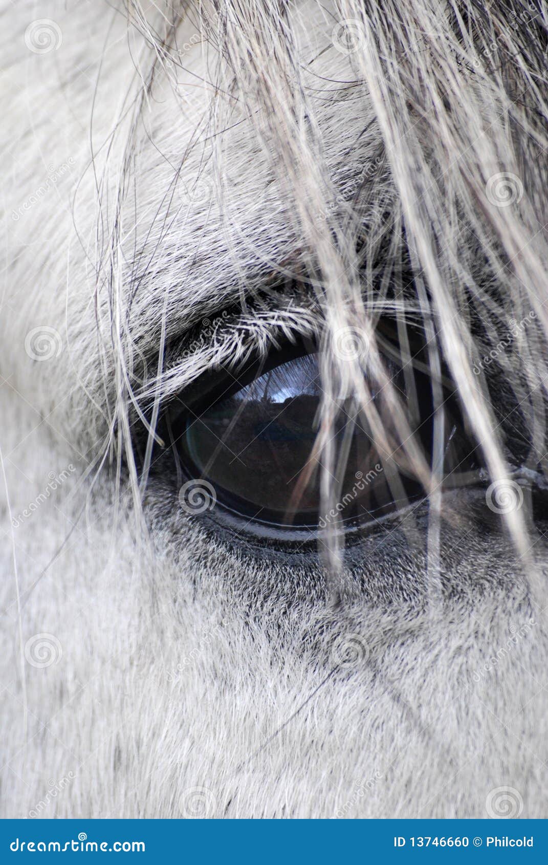 Horse eye stock photo. Image of animal, detail, lashes - 13746660