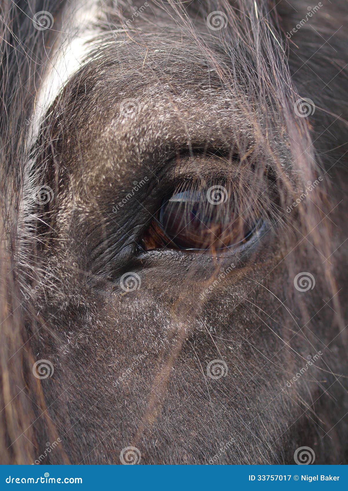 Black Shire In Field Royalty-Free Stock Image | CartoonDealer.com #14724082