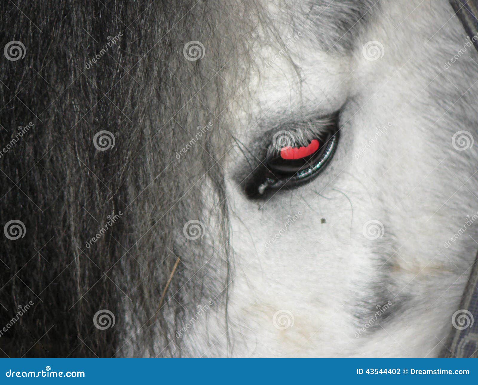Horse eye stock photo. Image of macro, pony, horse, reflection - 43544402