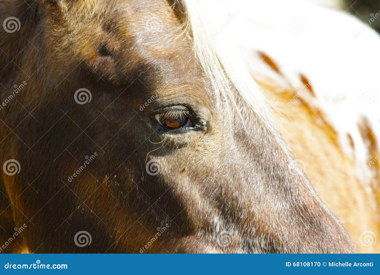 Horse Eye stock photo. Image of color, brown, white, nature - 68108170