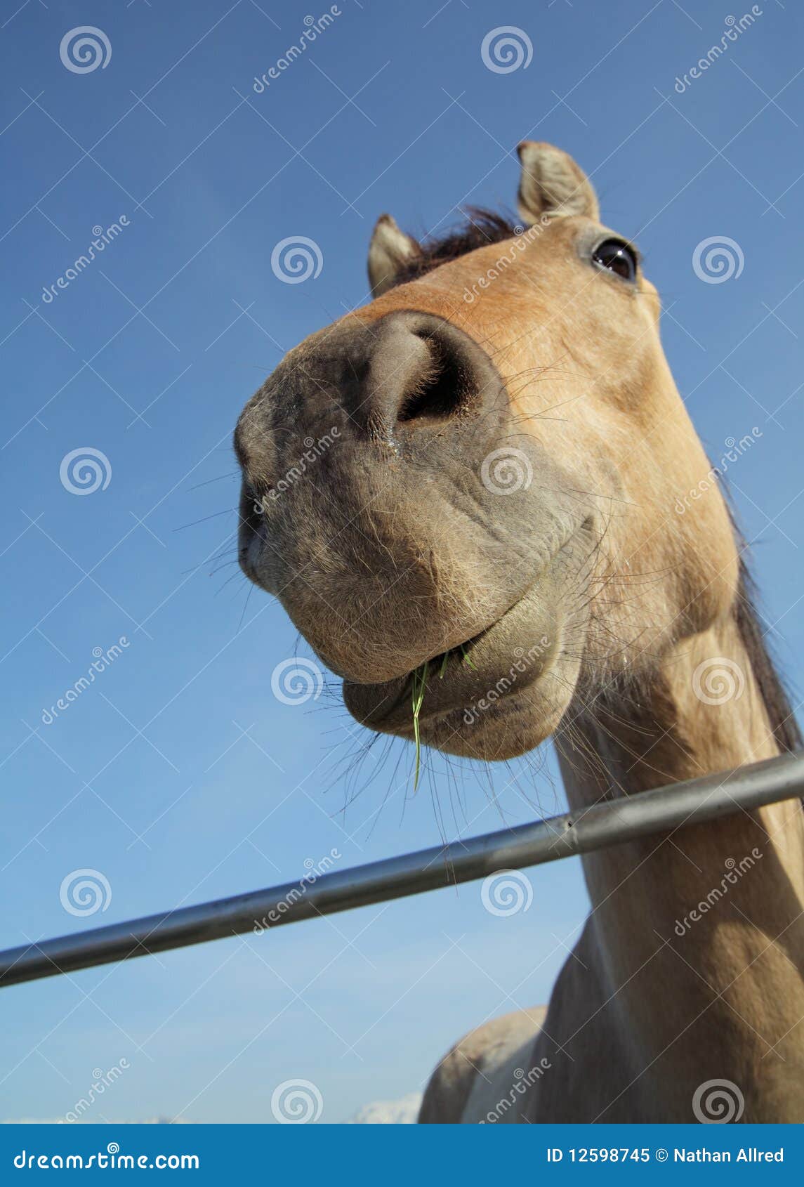 Horse face stock image. Image of western, equine, angle - 12598745
