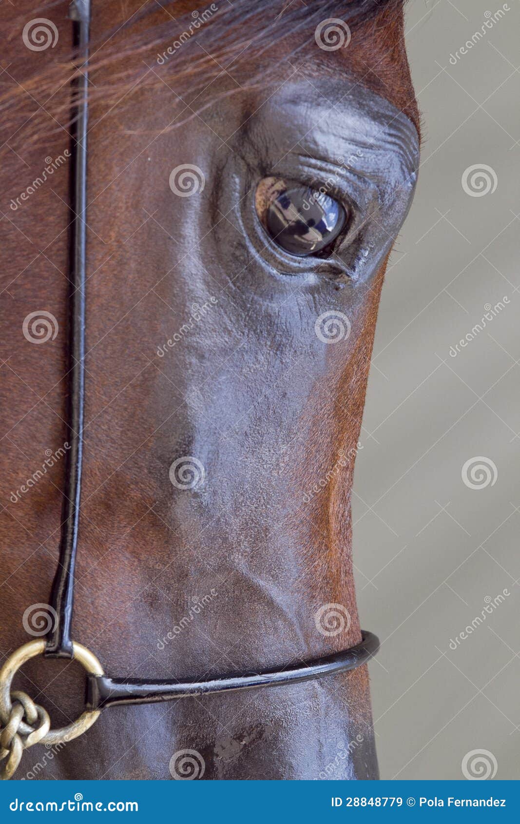 Horse face stock image. Image of crown, equine, derby - 28848779