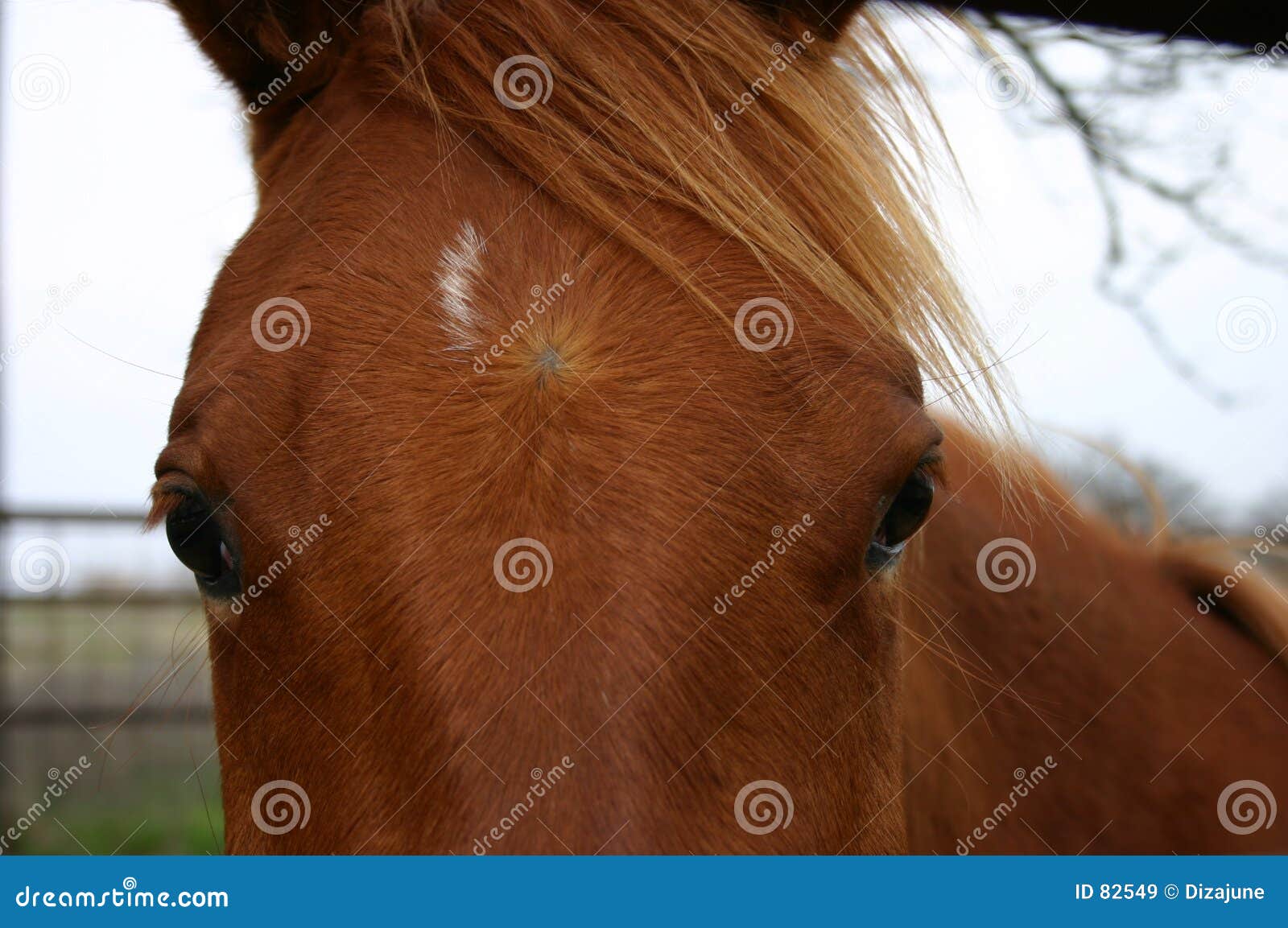 Horse Face stock image. Image of forehead, hair, equine - 82549