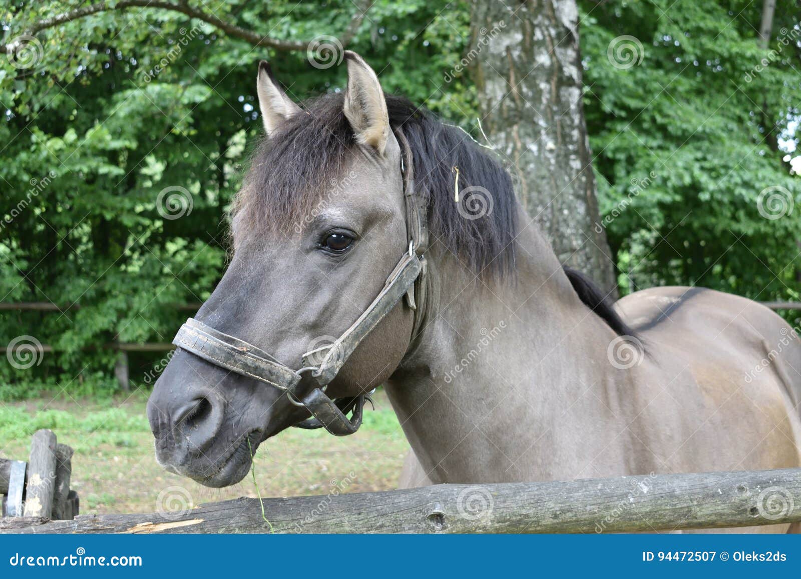 Horse face stock image. Image of relaxed, fauna, friendly - 94472507