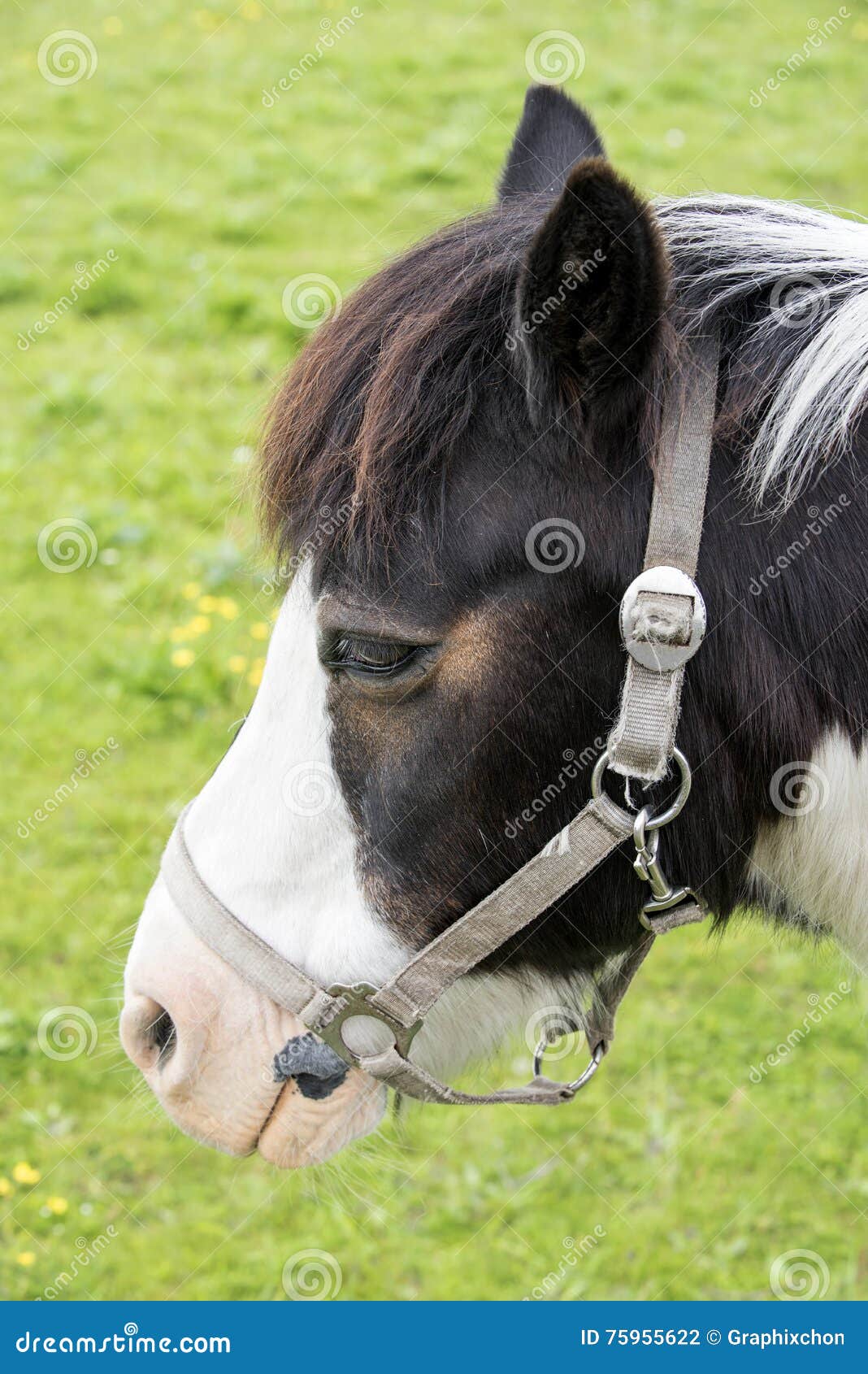 Horse face stock photo. Image of country, cute, baby - 75955622