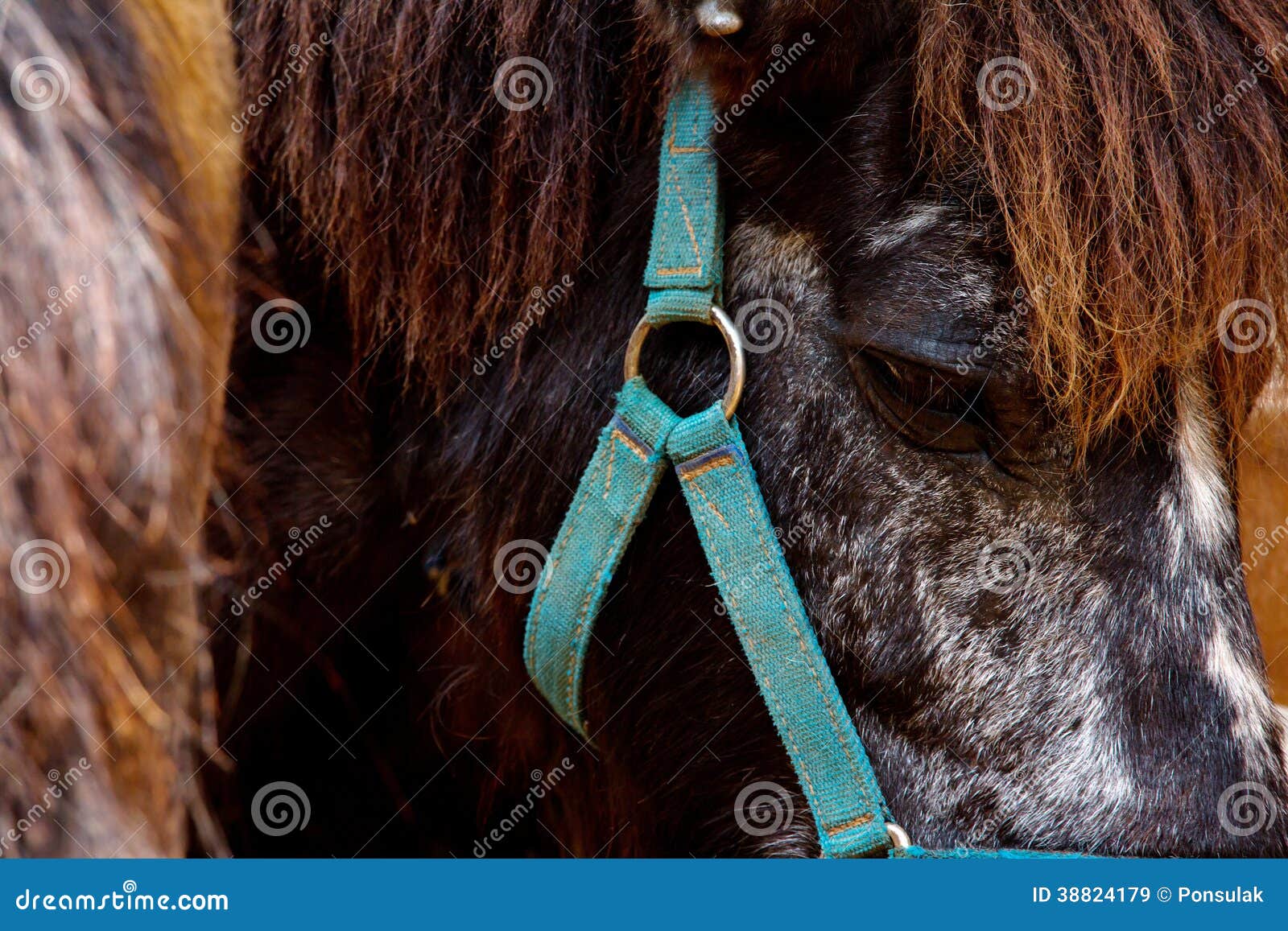 Horse Face stock image. Image of mammal, abstract, hair - 38824179