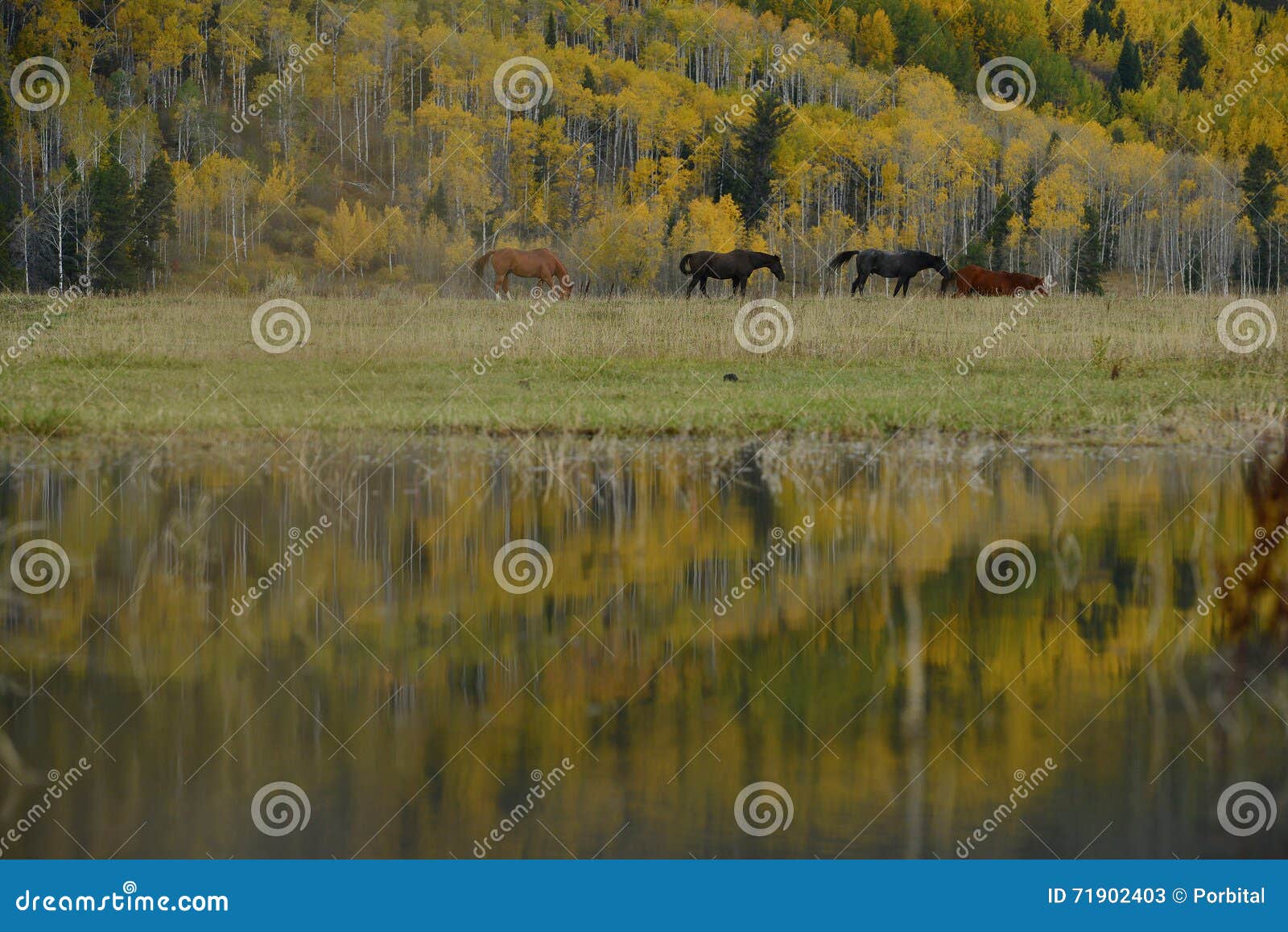 Horse with fall color stock image. Image of nature, farm - 71902403
