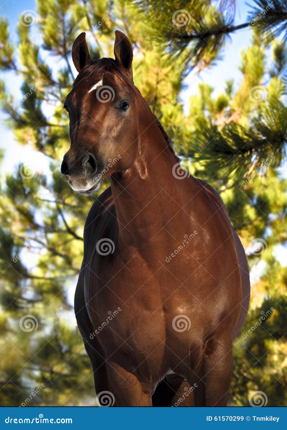 Horse in the fall stock image. Image of fall, color, ears - 61570299