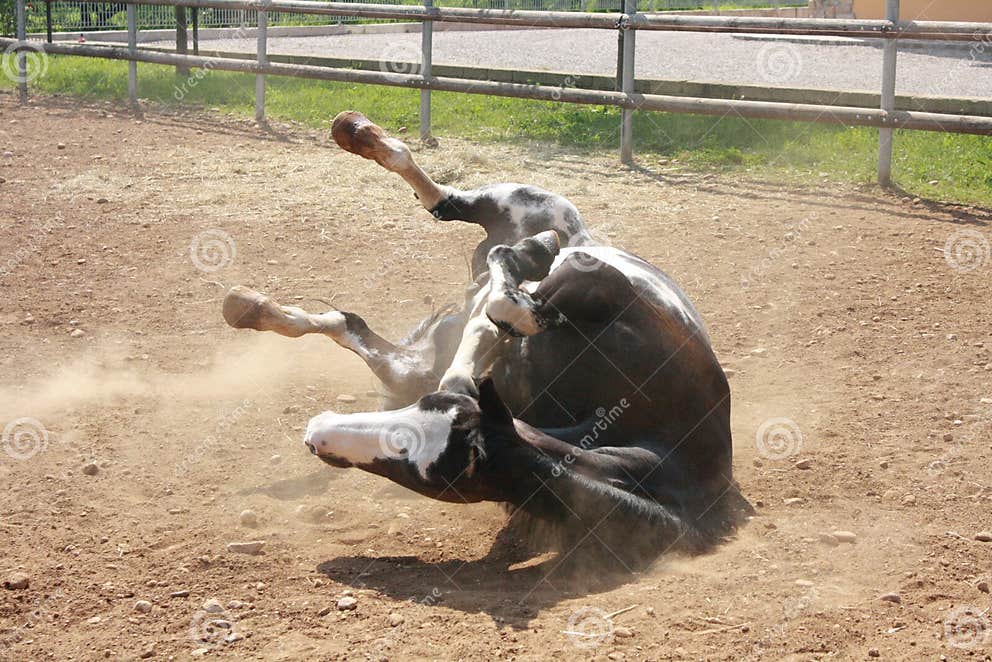 Horse falling down stock image. Image of powder, fighting - 15028543
