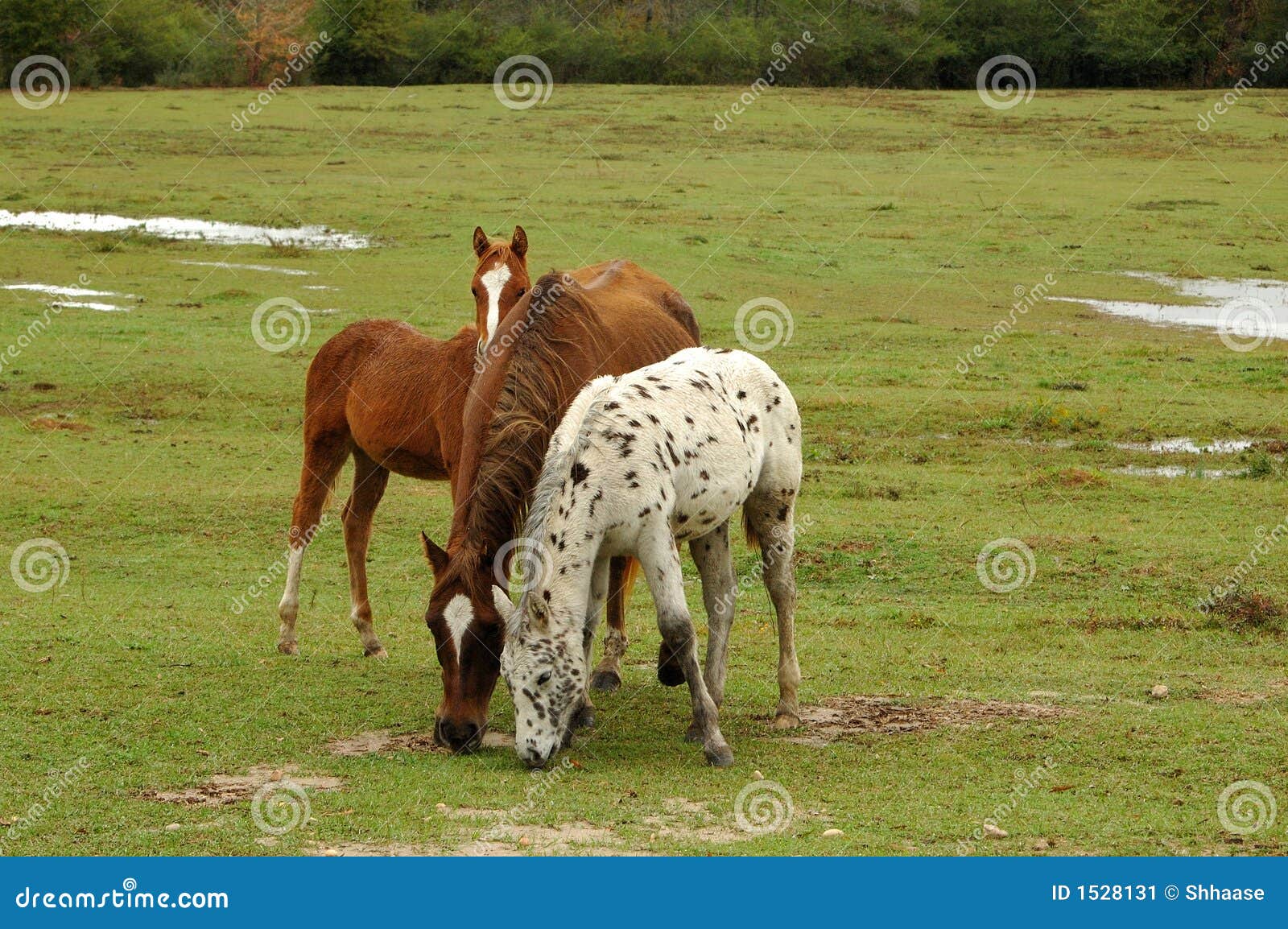 Horse family stock image. Image of colt, cowbody, gelding - 1528131