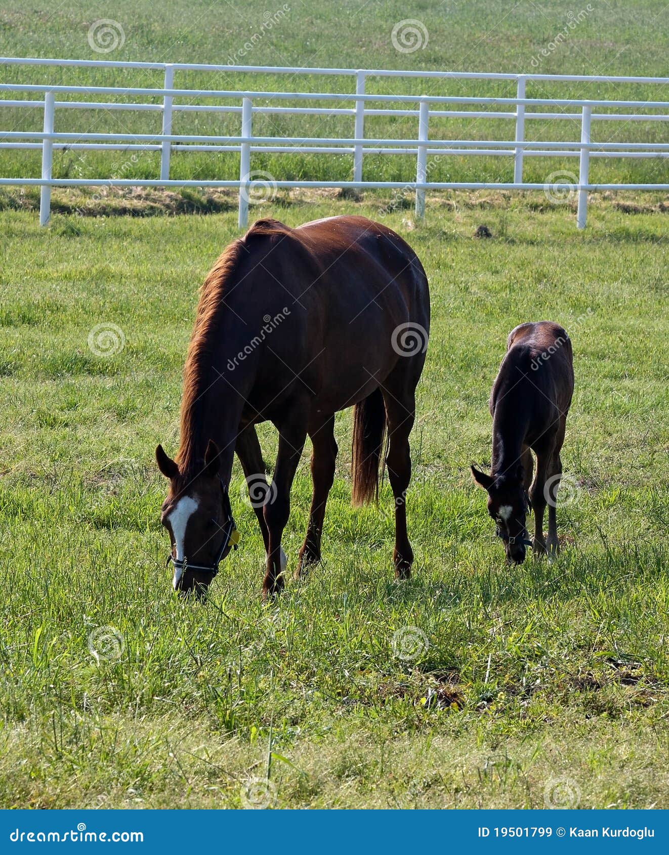 Horse Family stock image. Image of grass, baby, horses - 19501799