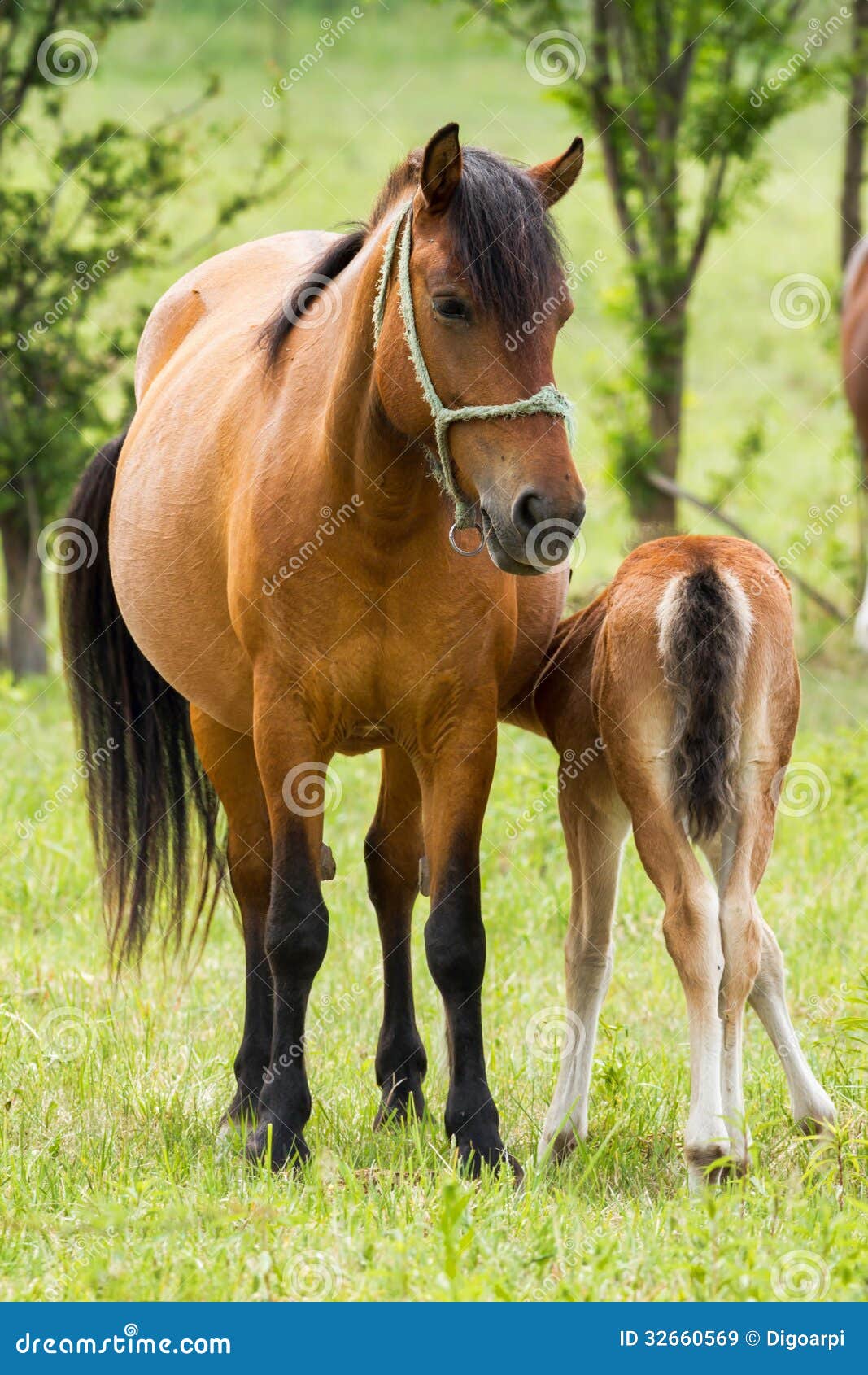 Horse family stock image. Image of head, field, black - 32660569