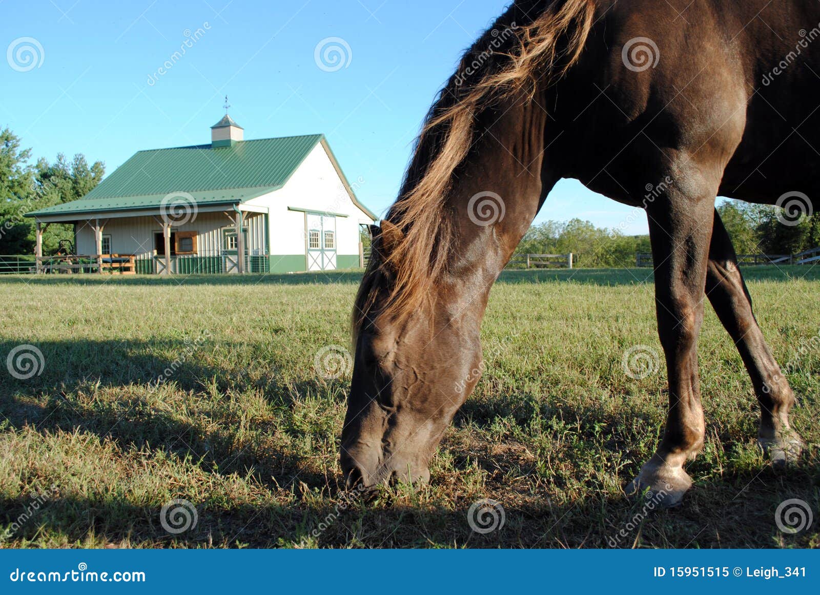 Horse on Farm stock image. Image of farmland, daytime - 15951515