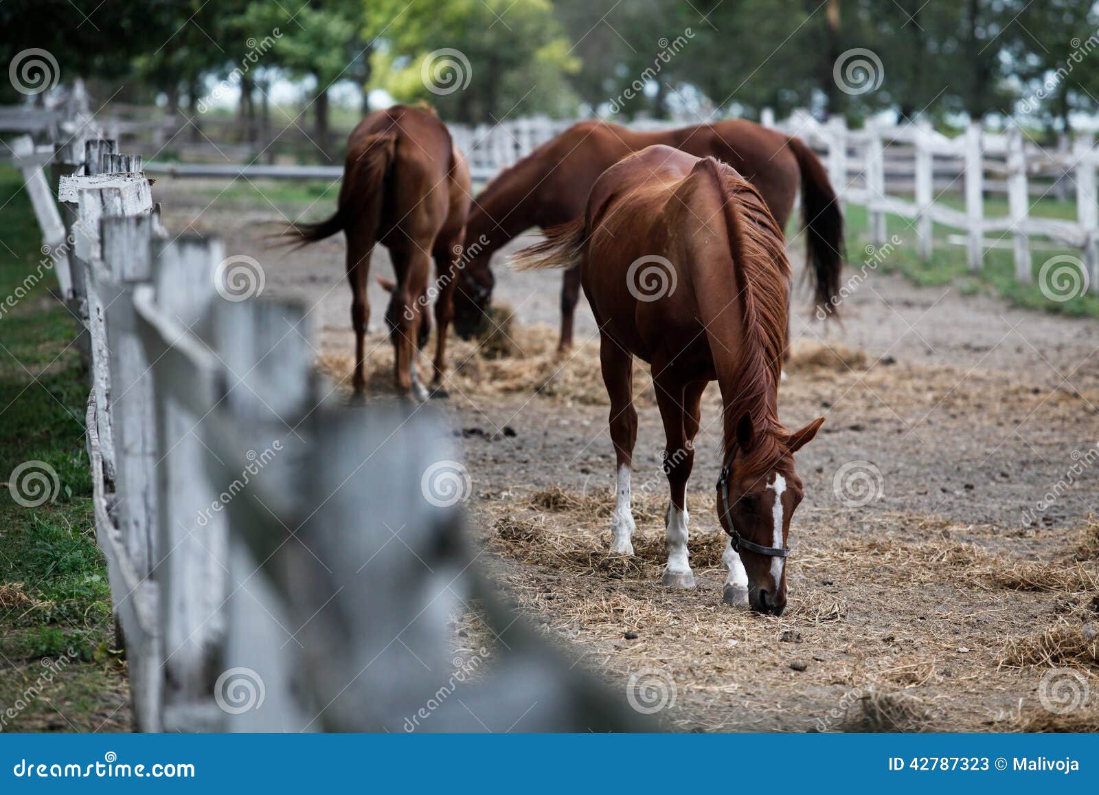 Horse farm stock image. Image of scene, cloud, rural - 42787323