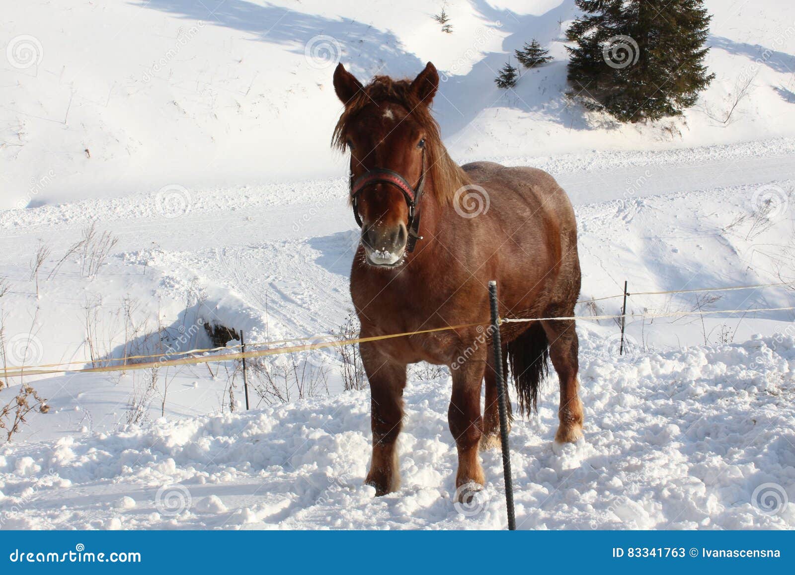 Horse on farm stock image. Image of draught, cold, nature - 83341763