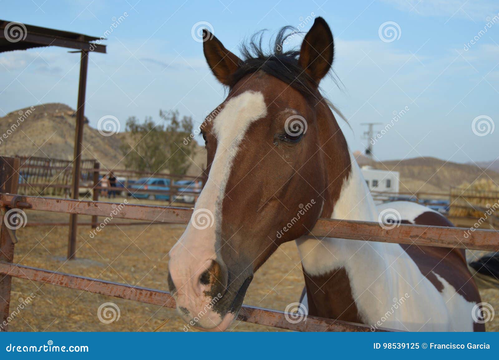 Horse stock image. Image of horse, hello, happy, farm - 98539125