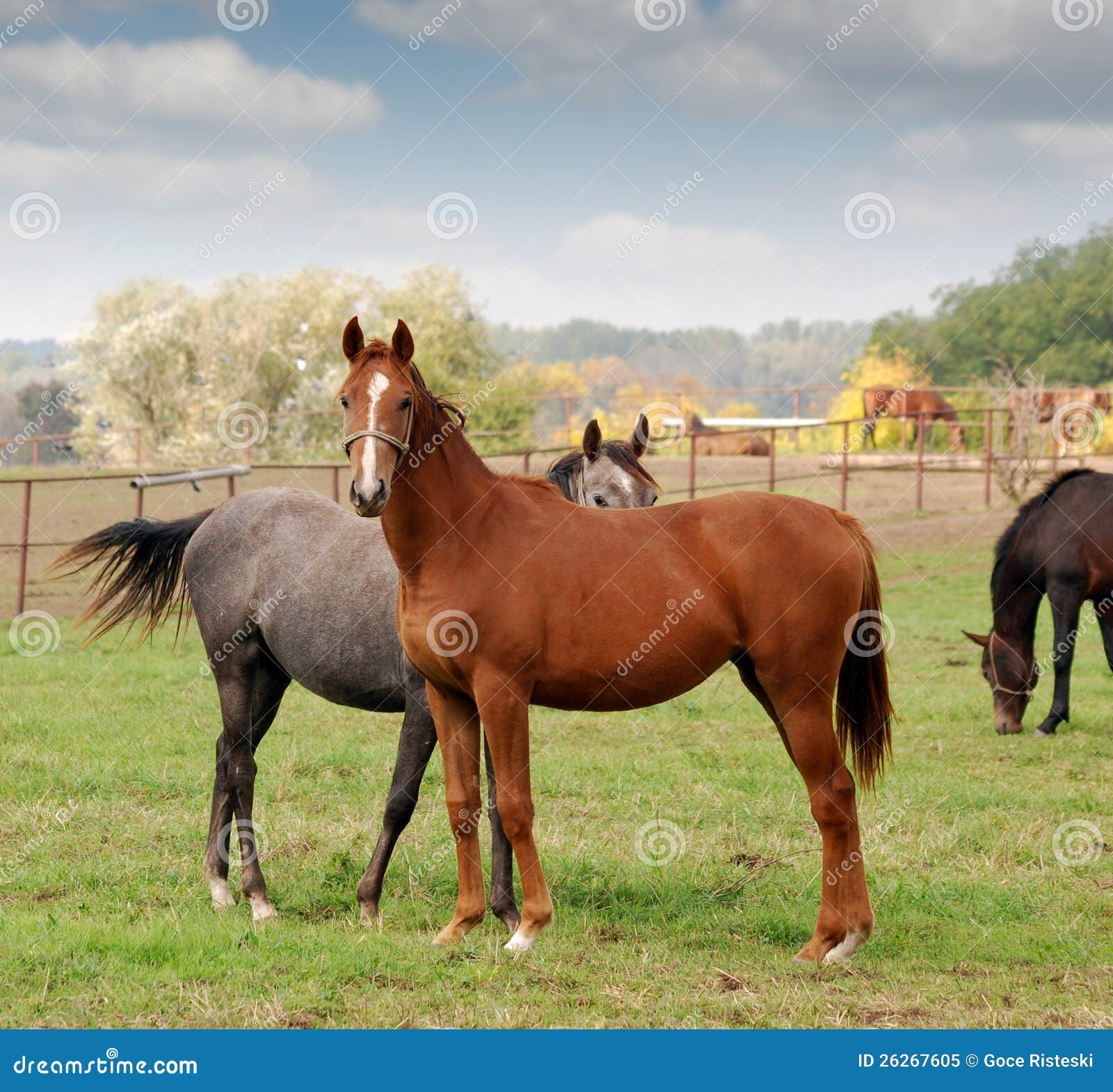 Horse farm scene stock image. Image of field, equine - 26267605