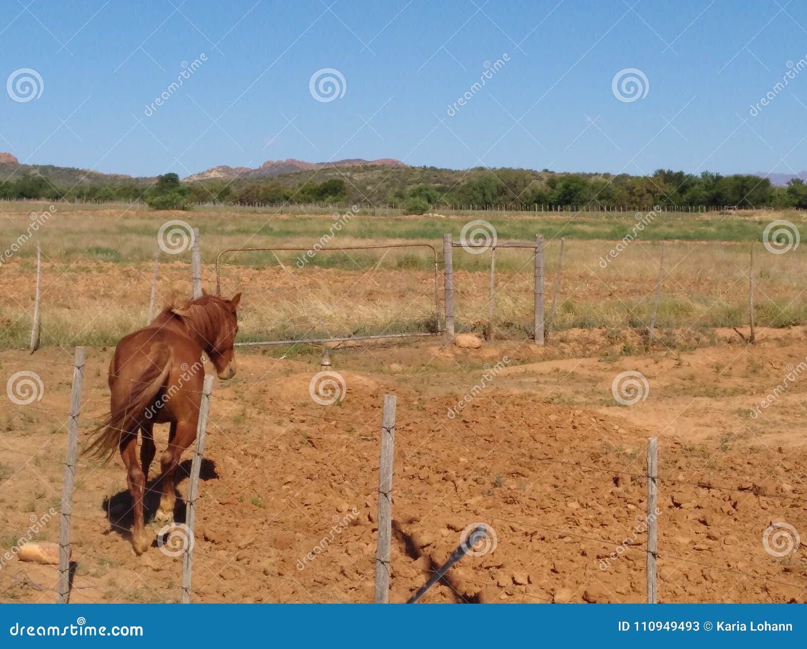 Dash stock image. Image of horse, dash, farm, worked - 110949493