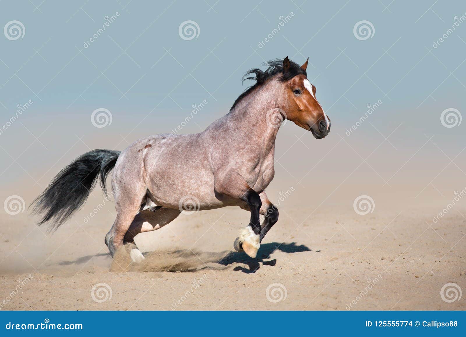 Horse Fast Galloping with Dust Stock Photo - Image of blue, field ...