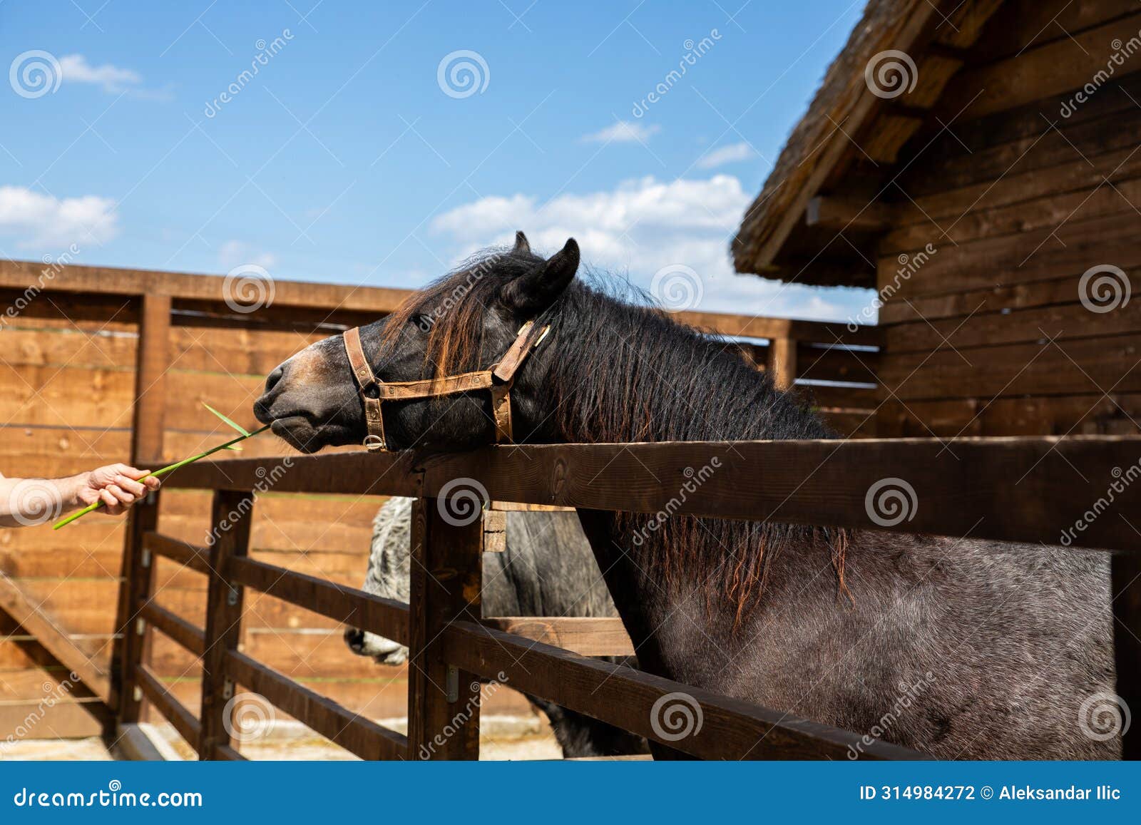 Horse Feeding of a Human Hand in the Stable Stock Photo - Image of life ...