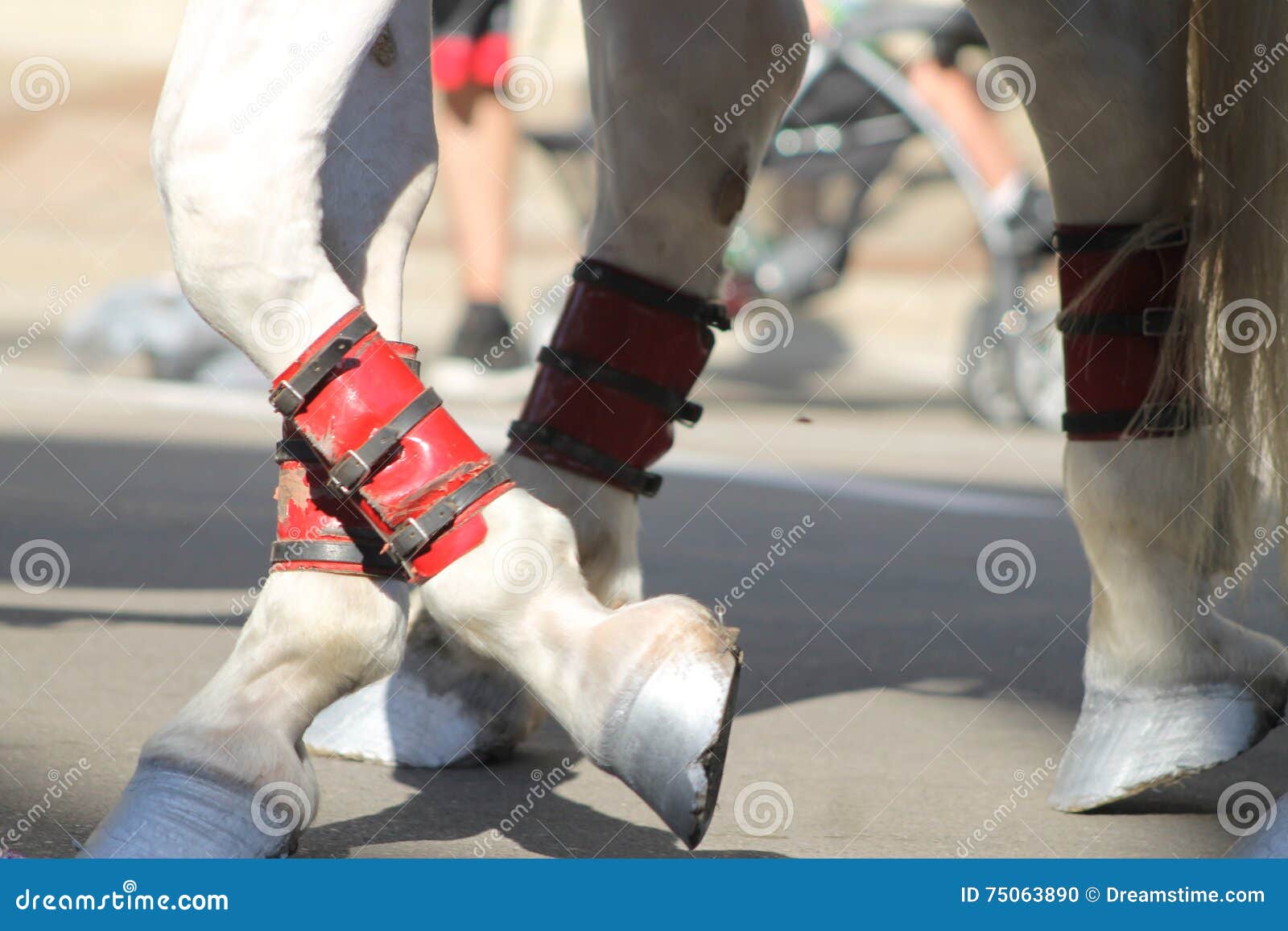 Horse feet stock photo. Image of stepping, white, marching - 75063890