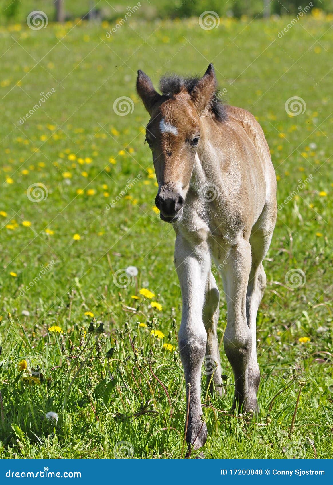 Horse in field stock photo. Image of brown, country, rural - 17200848