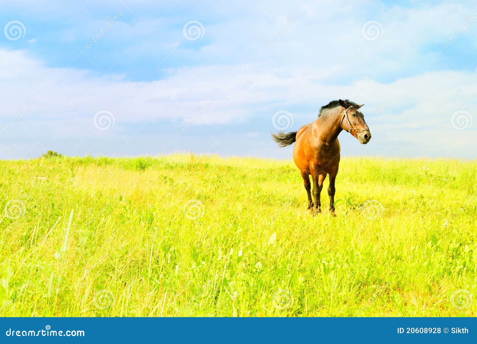 Horse in the Field stock photo. Image of livestock, grace - 20608928