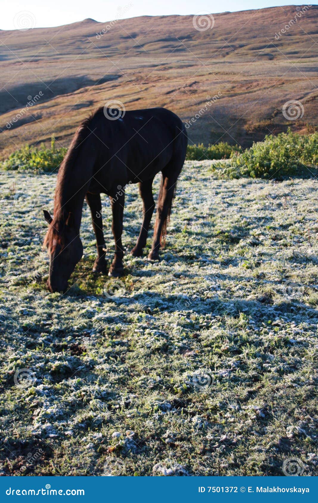 Horse in the field stock photo. Image of natural, equine - 7501372