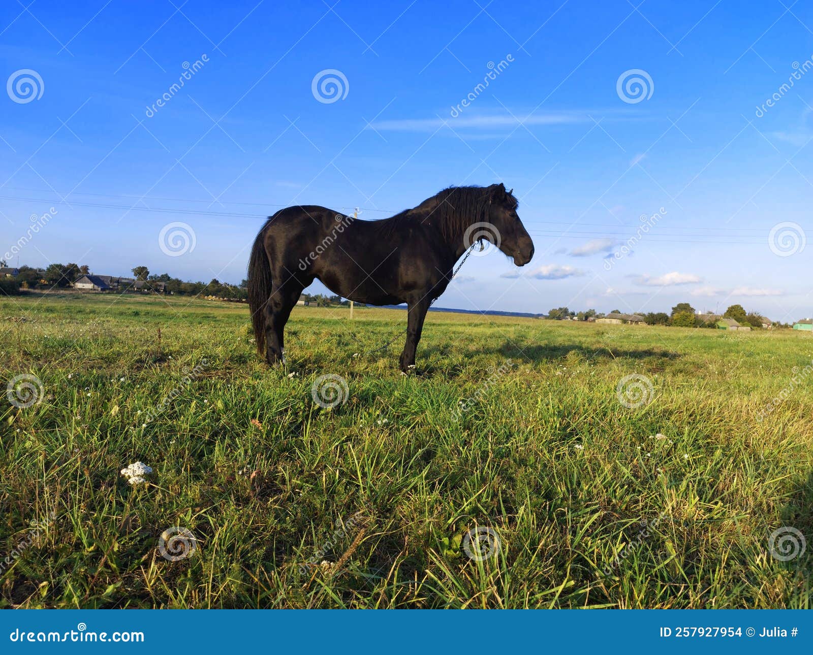 Horse in the field stock photo. Image of grazing, landscape - 257927954
