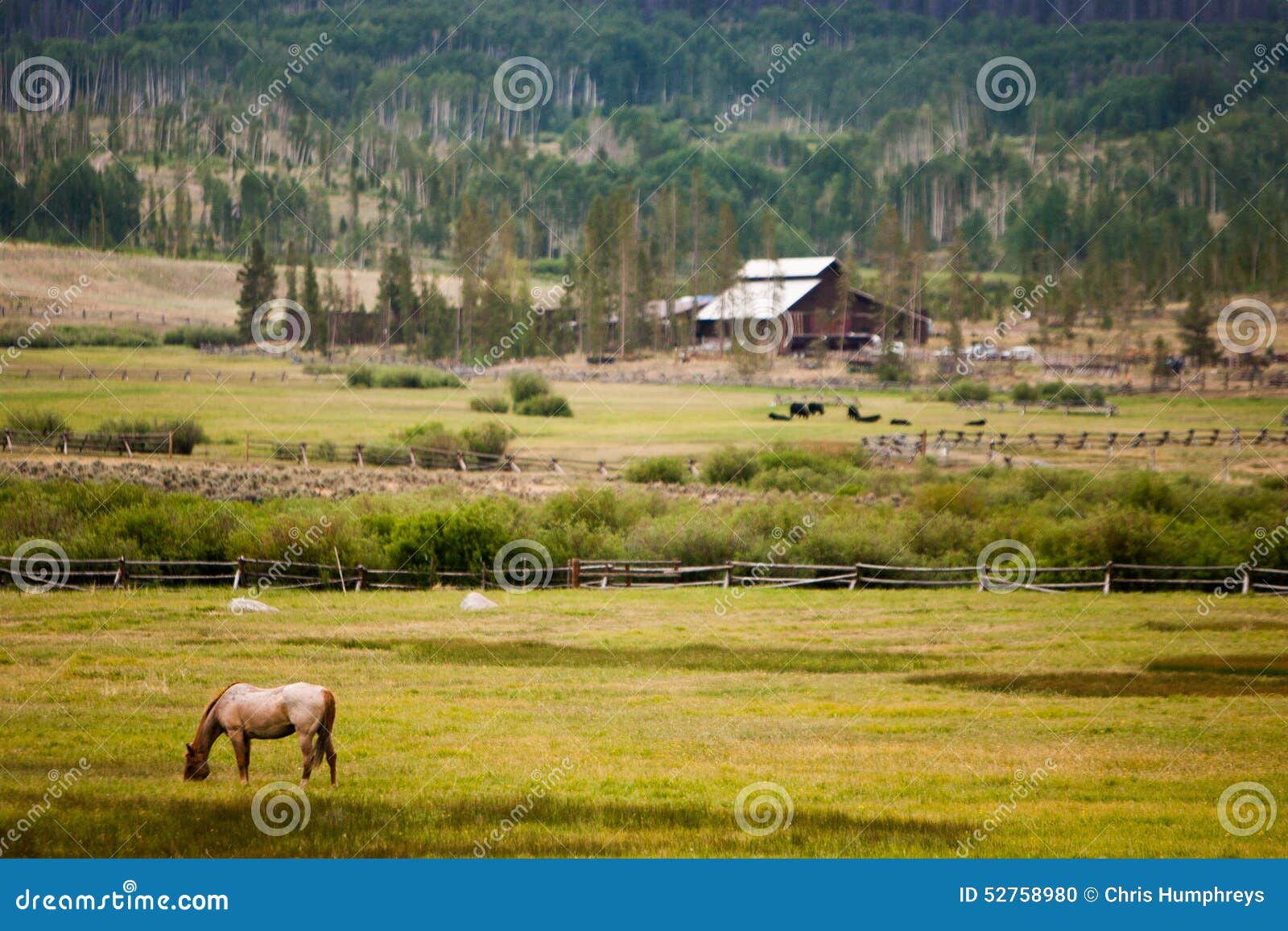 Horse on a ranch stock photo. Image of vacation, stable - 52758980