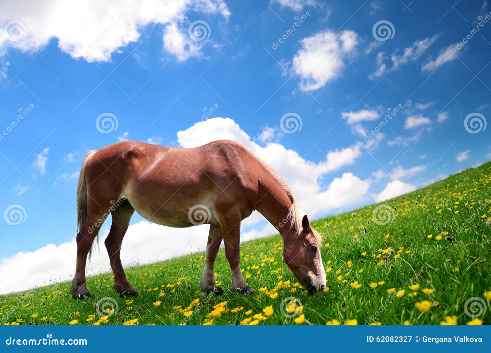 Horse in a Field Spring Landscape Stock Image - Image of arab, flowers ...